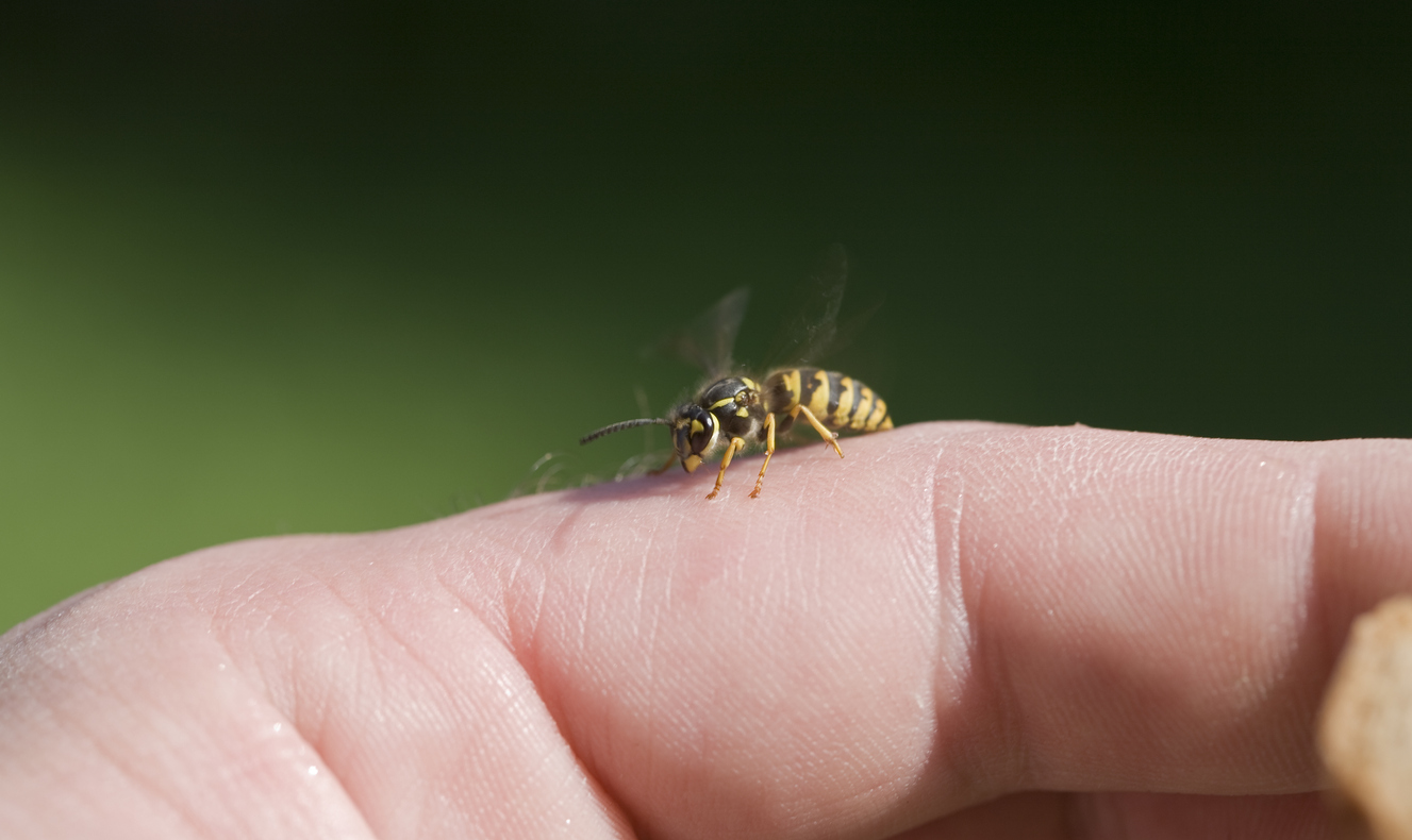Honey Bee Sting Allergy